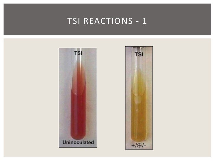 16 -chapter_19_-_enterobacteriaceae