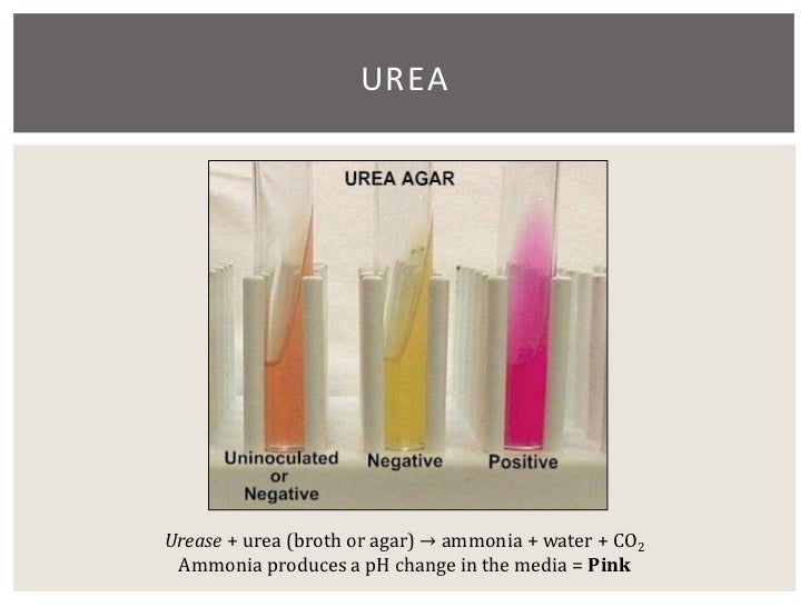 16 -chapter_19_-_enterobacteriaceae
