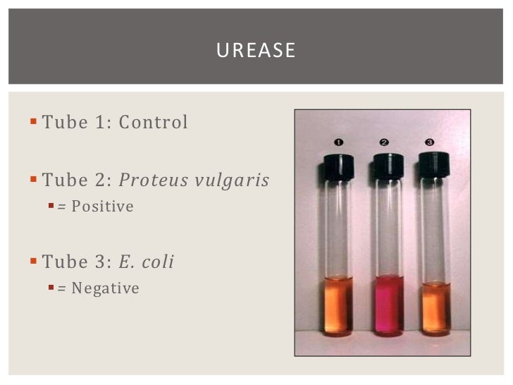 16 -chapter_19_-_enterobacteriaceae