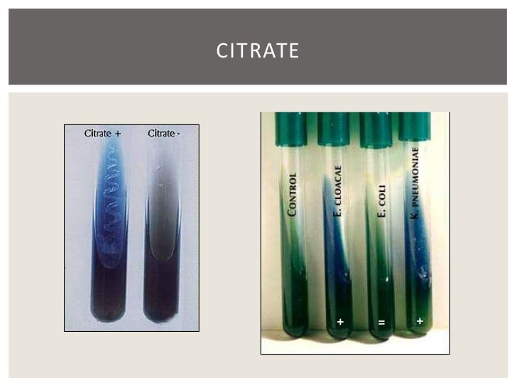 16 -chapter_19_-_enterobacteriaceae