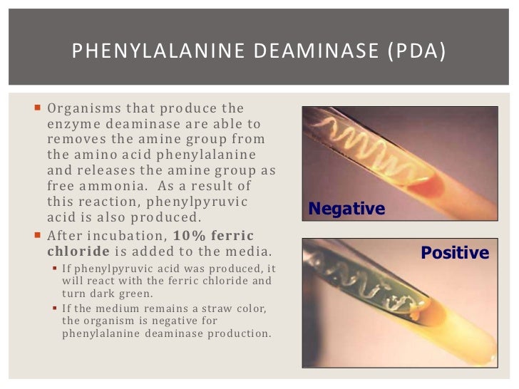 16 -chapter_19_-_enterobacteriaceae