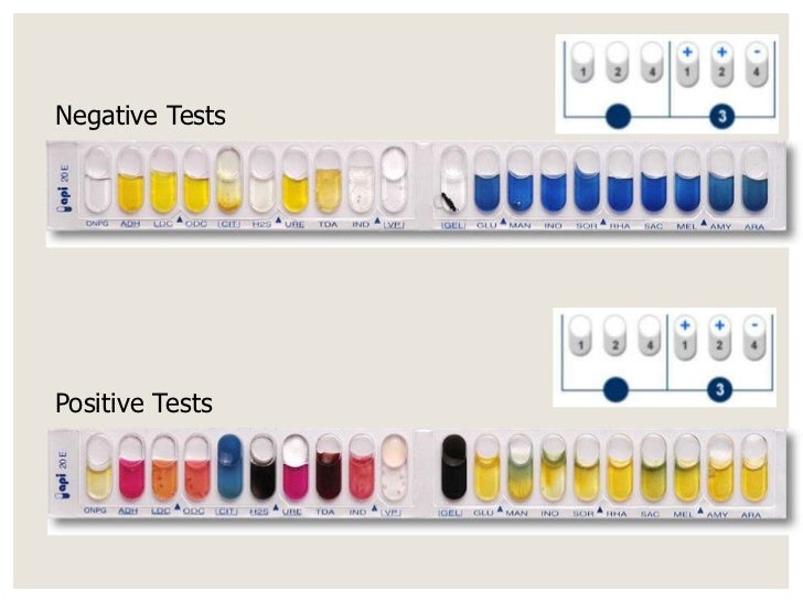 16 -chapter_19_-_enterobacteriaceae