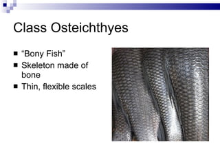 16. Class Osteichthyes Notes | PPT