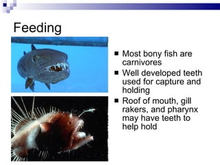 16. Class Osteichthyes Notes | PPT