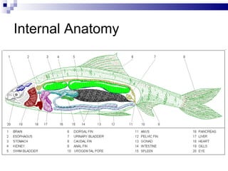 Goldfish Internal Anatomy