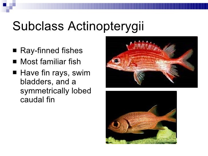 16. Class Osteichthyes Notes