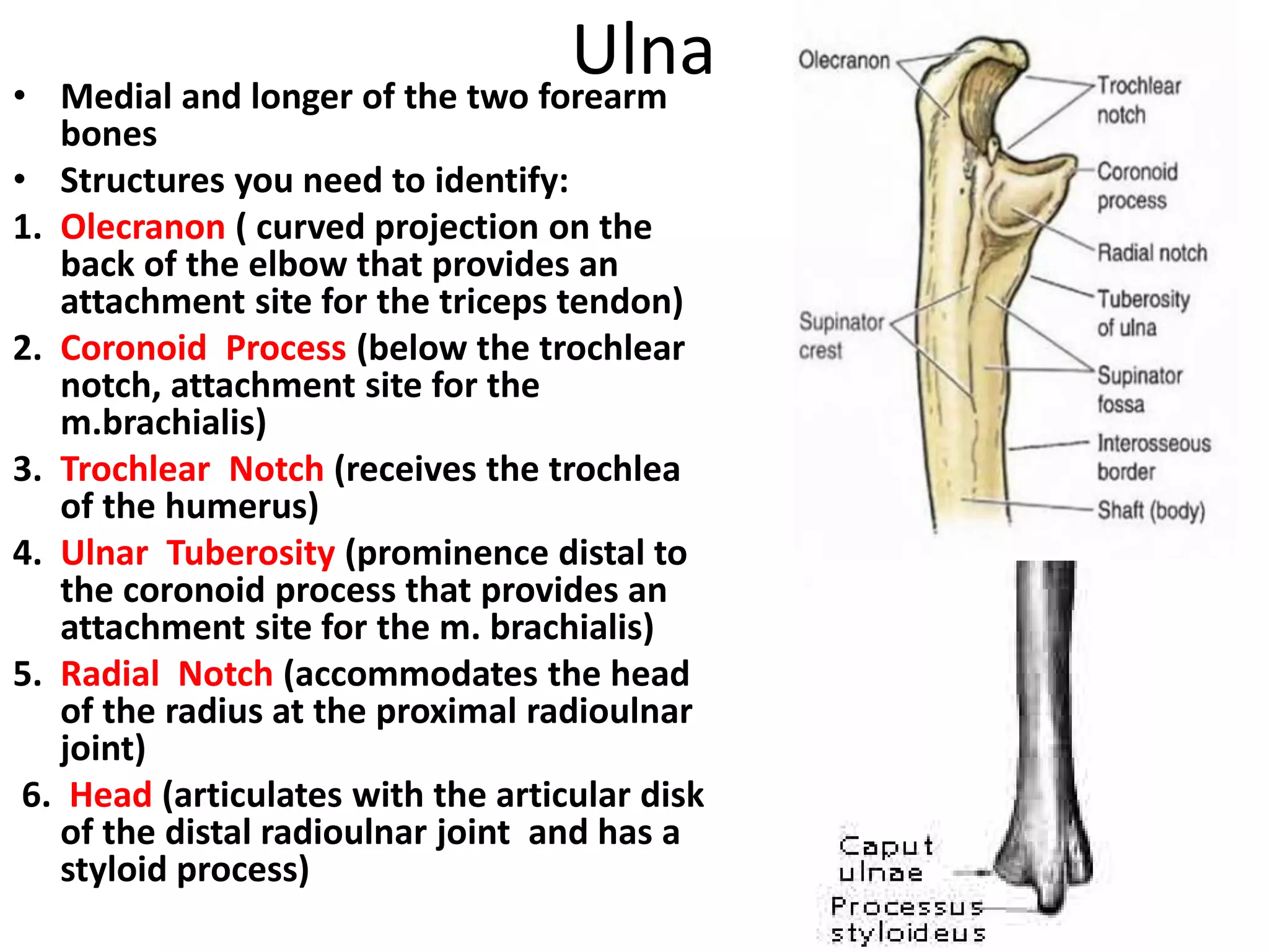 16-Clinical Anatomy of The Upper Limb - Dr Akalanka Jayasinghe.pdf