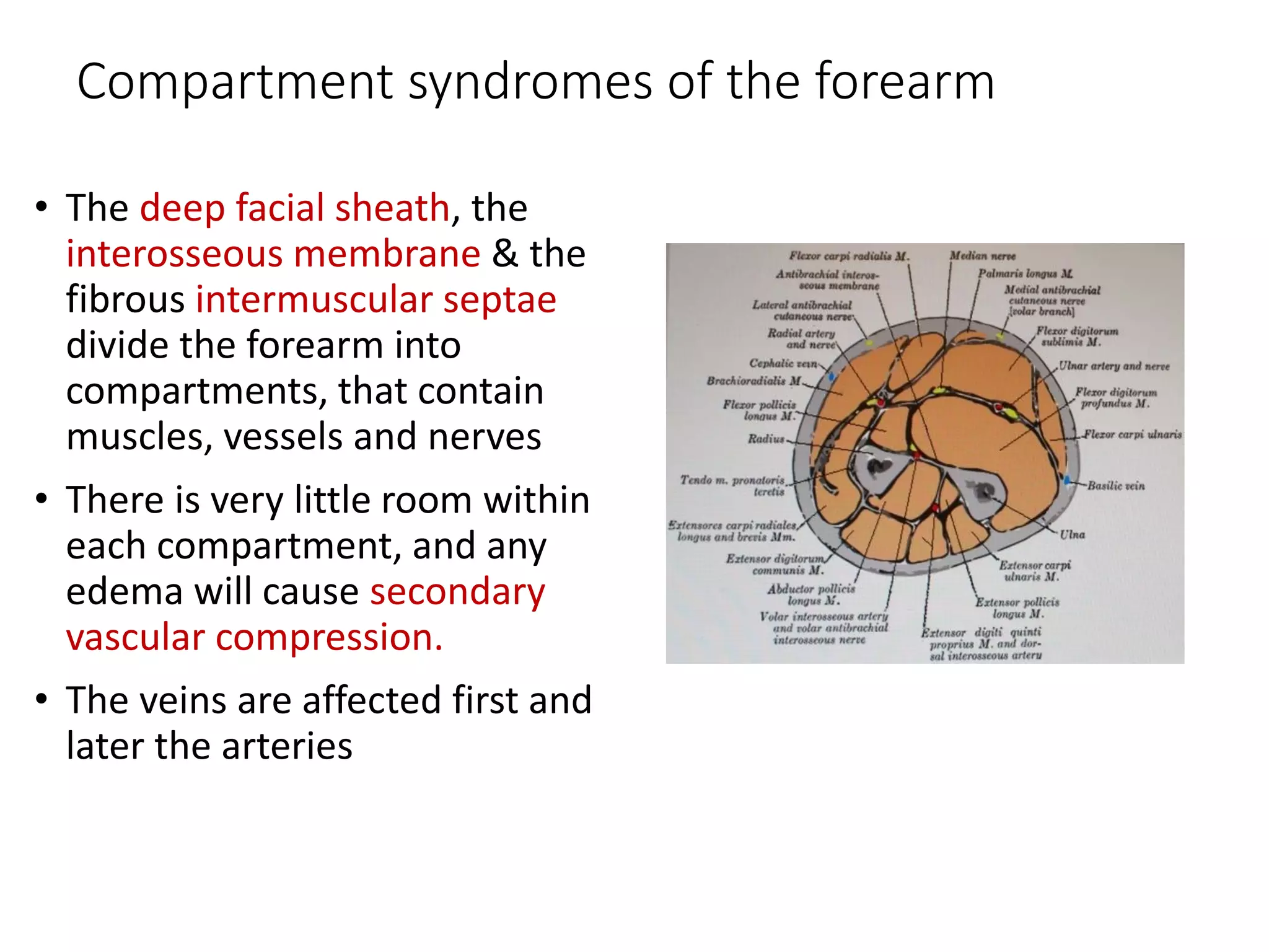 16-Clinical Anatomy of The Upper Limb - Dr Akalanka Jayasinghe.pdf