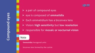 Morphology of Cockroach | Dr.BGR Publications | PPTX