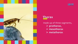 Morphology of Cockroach | Dr.BGR Publications | PPTX
