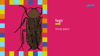 Morphology of Cockroach | Dr.BGR Publications | PPTX