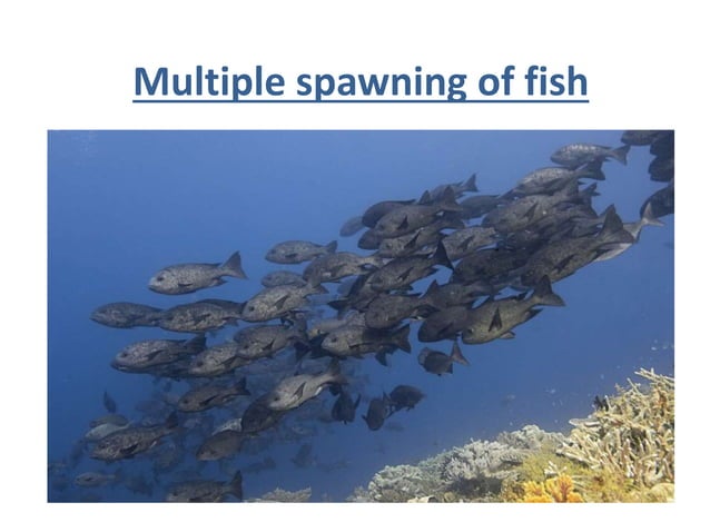 16 - Multiple spawning of fish.ppt
