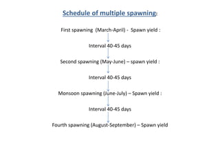 16 - Multiple spawning of fish.ppt | Fish and Aquariums | Pets