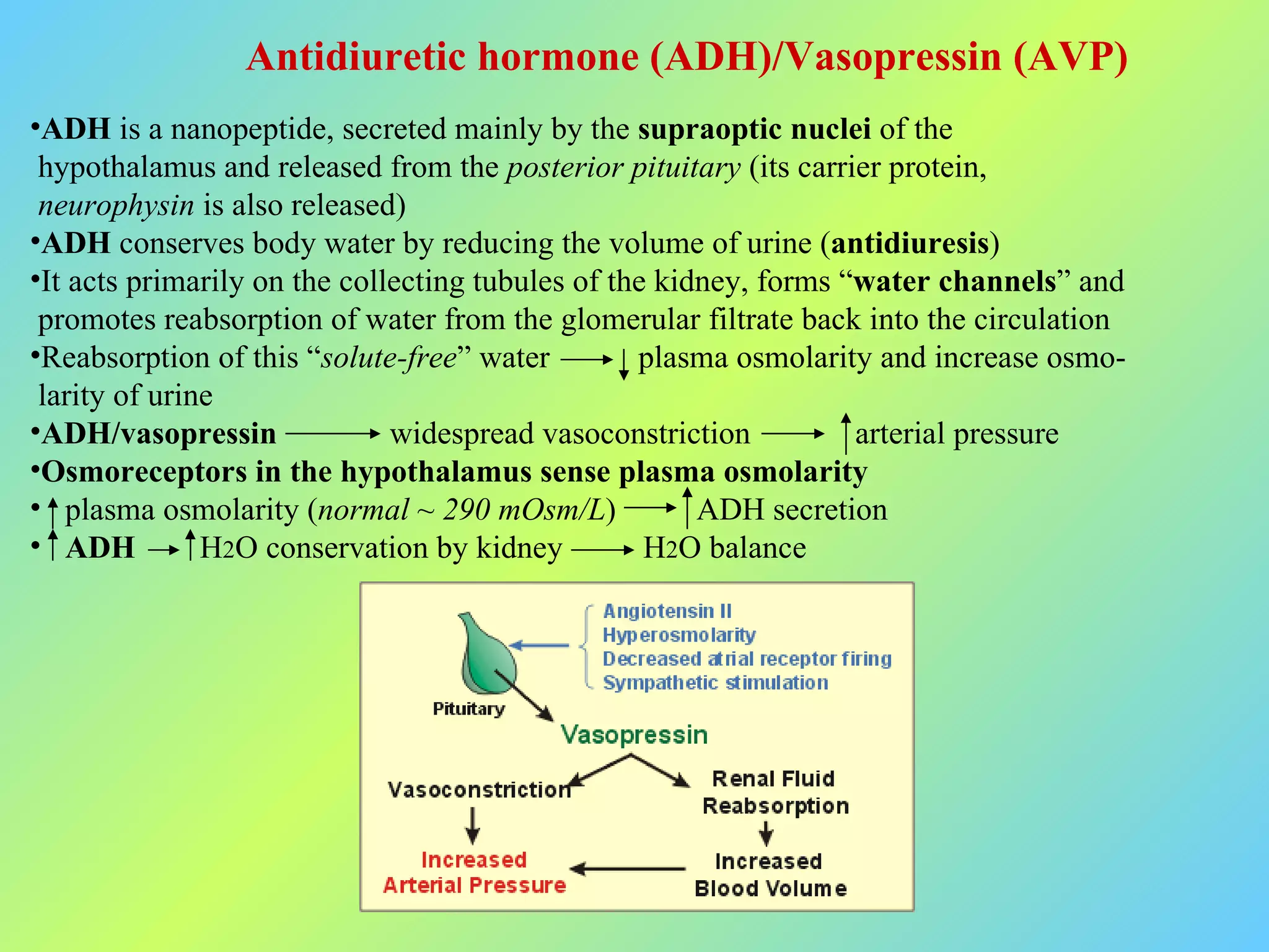 16. pituitary gland | PPT