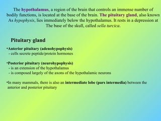 16. pituitary gland | PPT