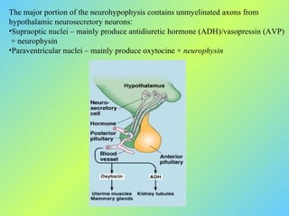 16. pituitary gland | PPT
