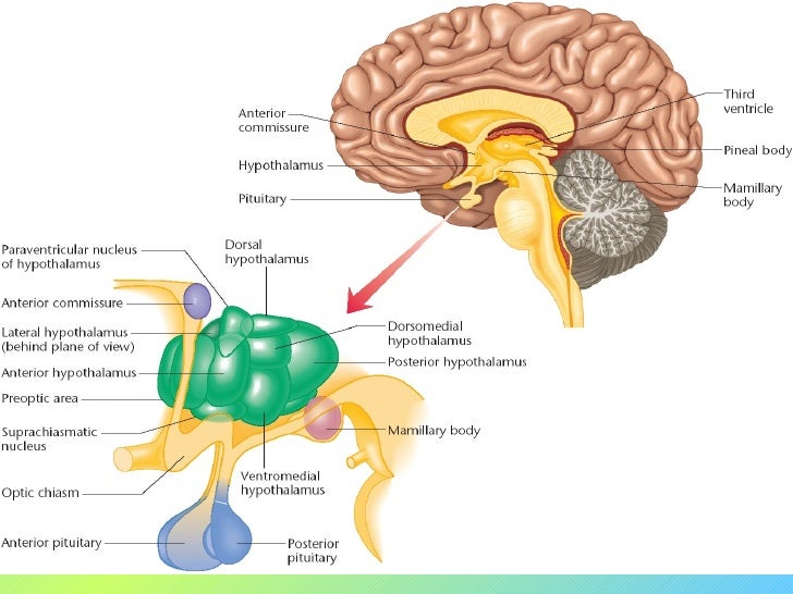 16. pituitary gland
