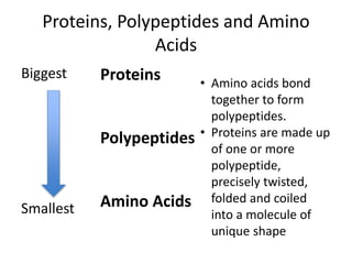 Proteins | PPT