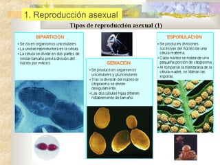 16 reproducción en animales | PPT
