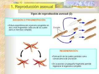16 reproducción en animales | PPT