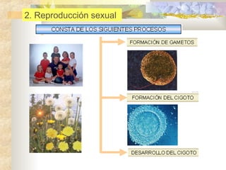 16 reproducción en animales | PPT