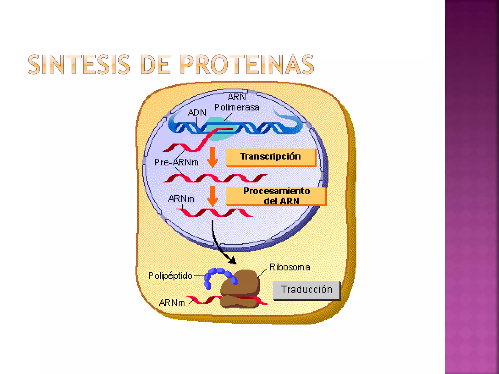 16 sintesis de proteinas | PPT