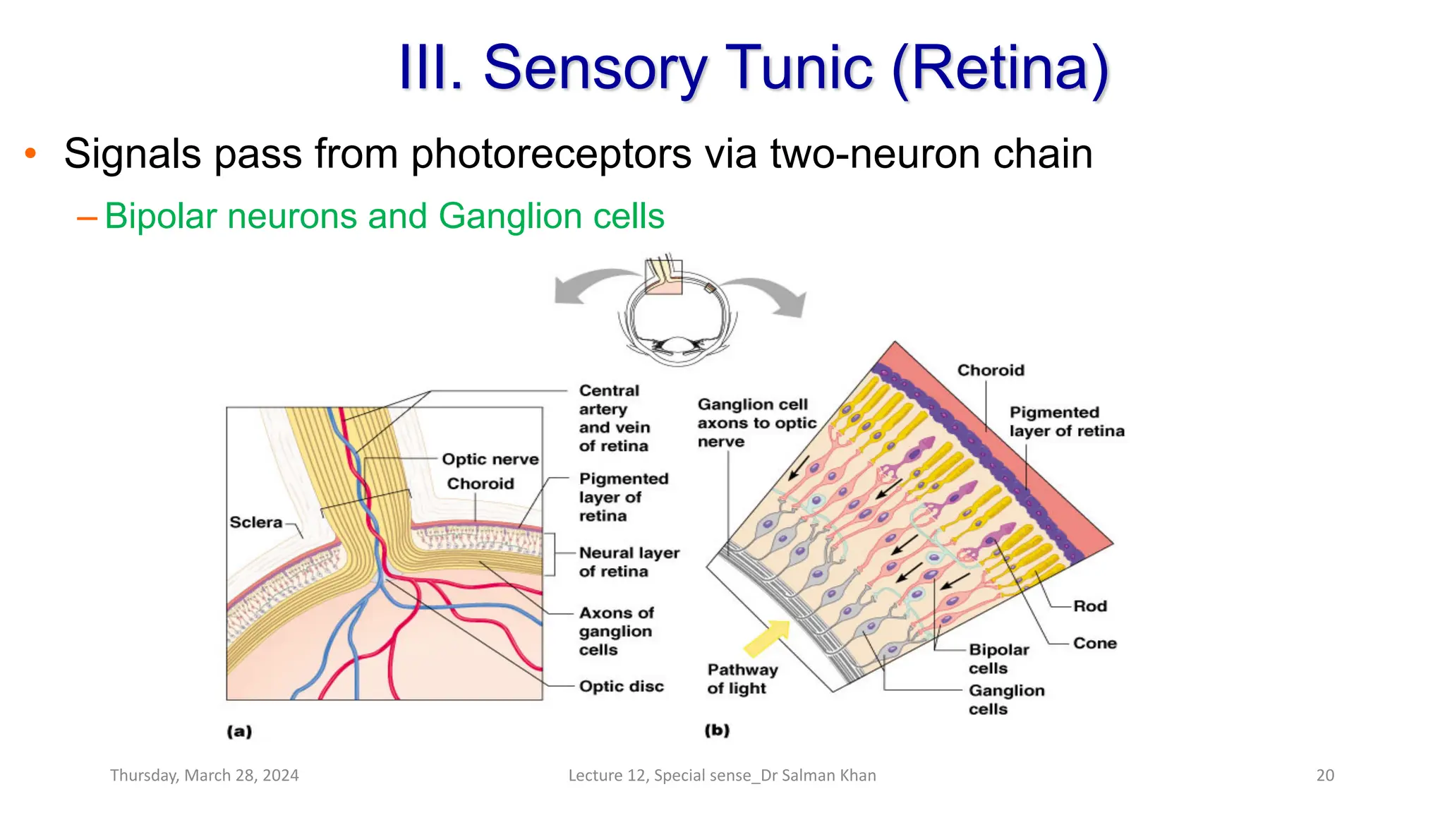 16-Special senses.pdf.physiology and anatomy | PDF