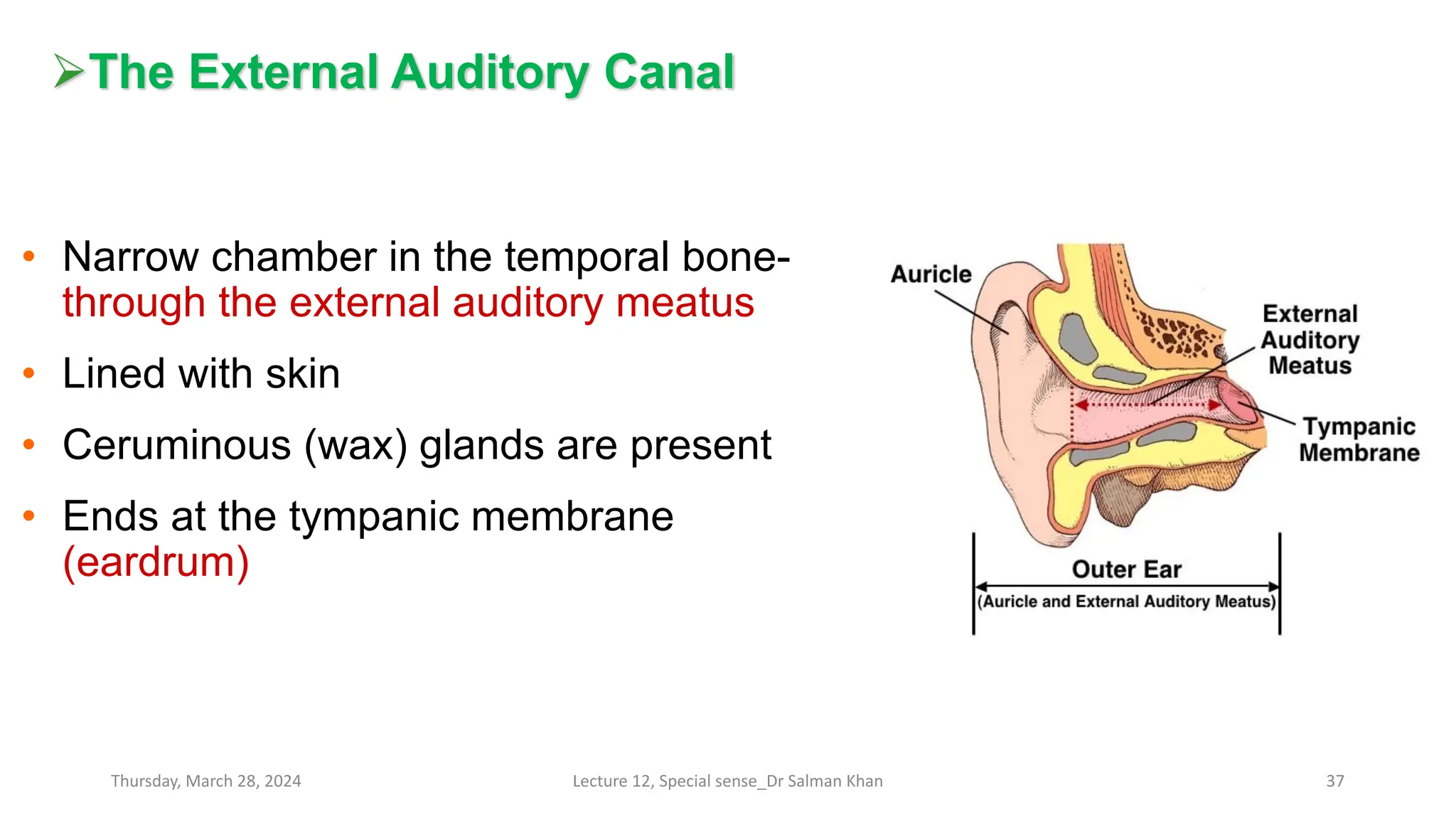 16-Special senses.pdf.physiology and anatomy | PDF