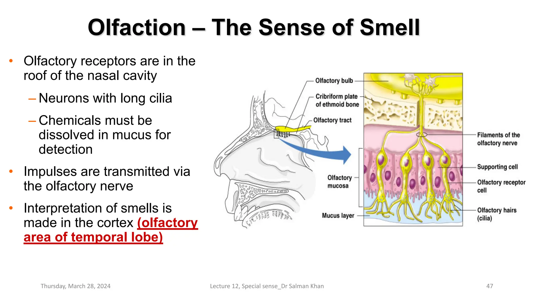 16-Special senses.pdf.physiology and anatomy | PDF