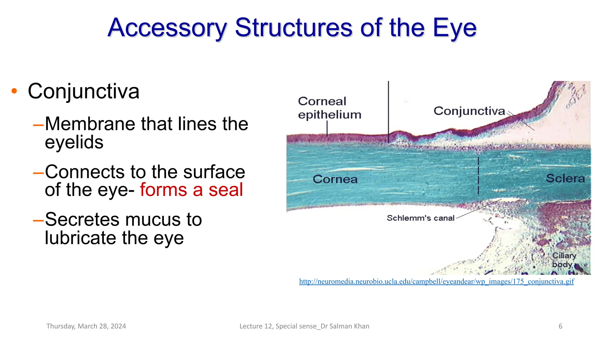 16-Special senses.pdf.physiology and anatomy | PDF