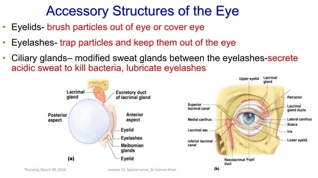 16-Special senses.pdf.physiology and anatomy | PPT