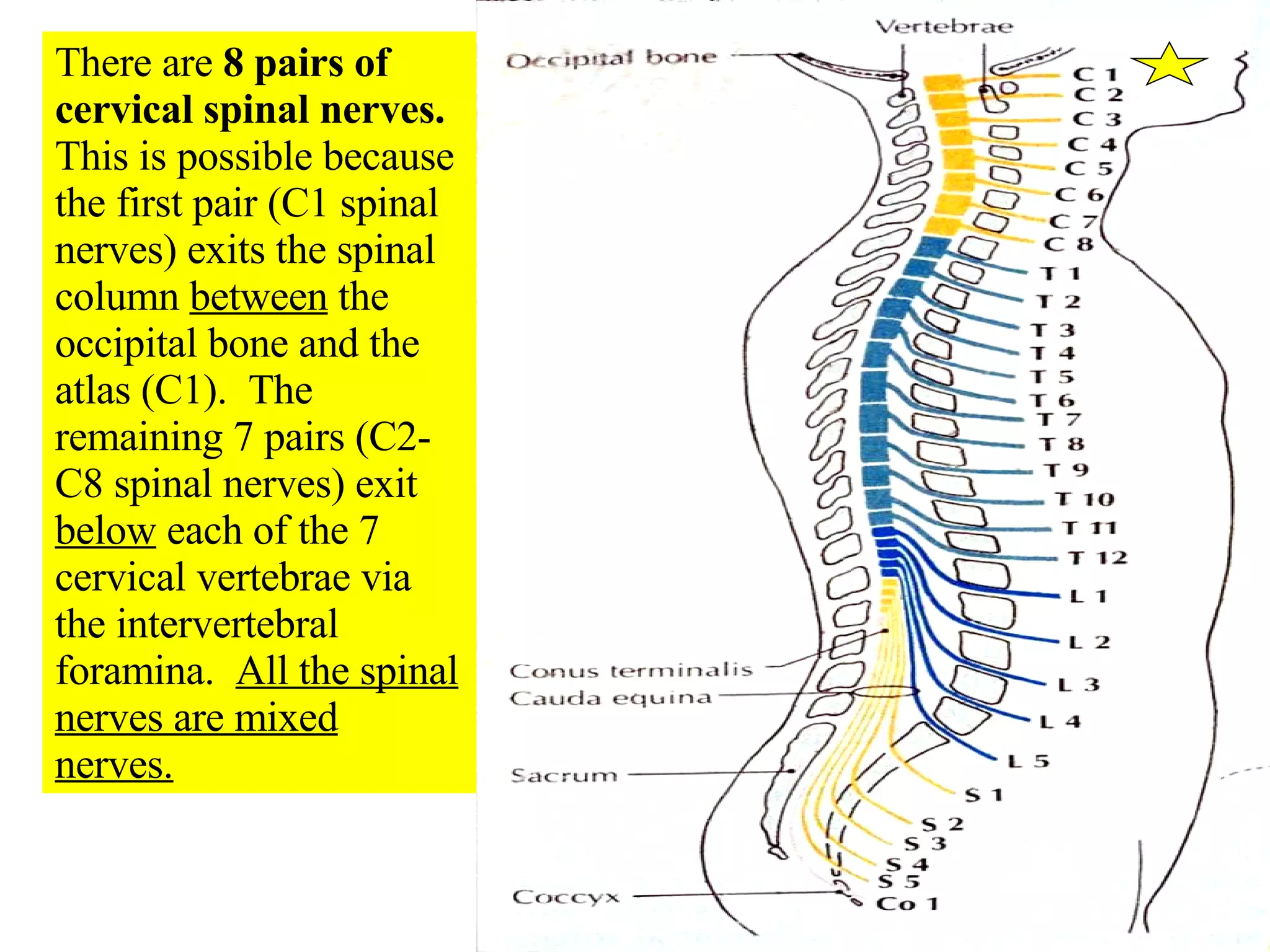 16 Spinal Cord And Spinal Nerves | PPT