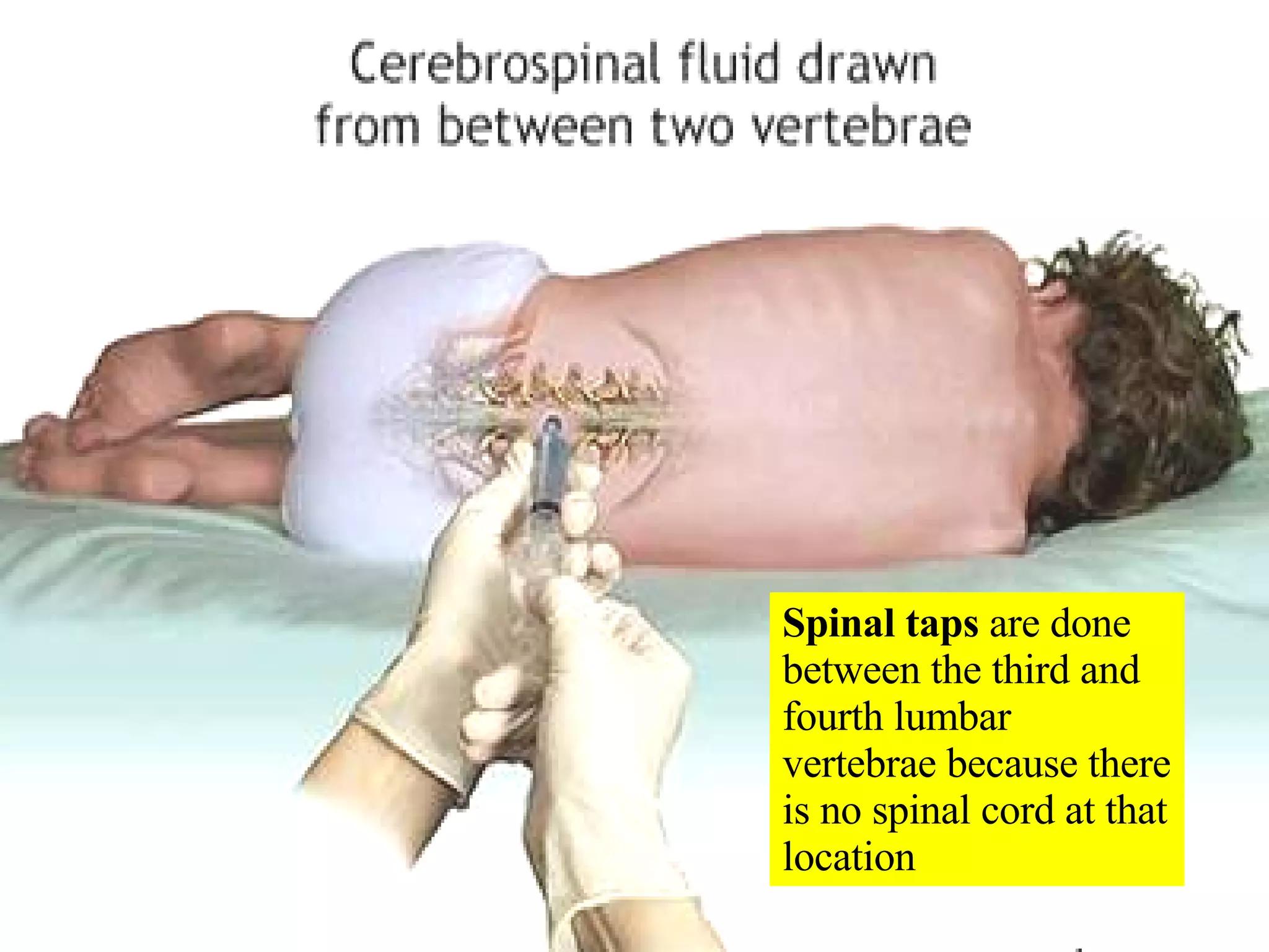 16 Spinal Cord And Spinal Nerves | PPT