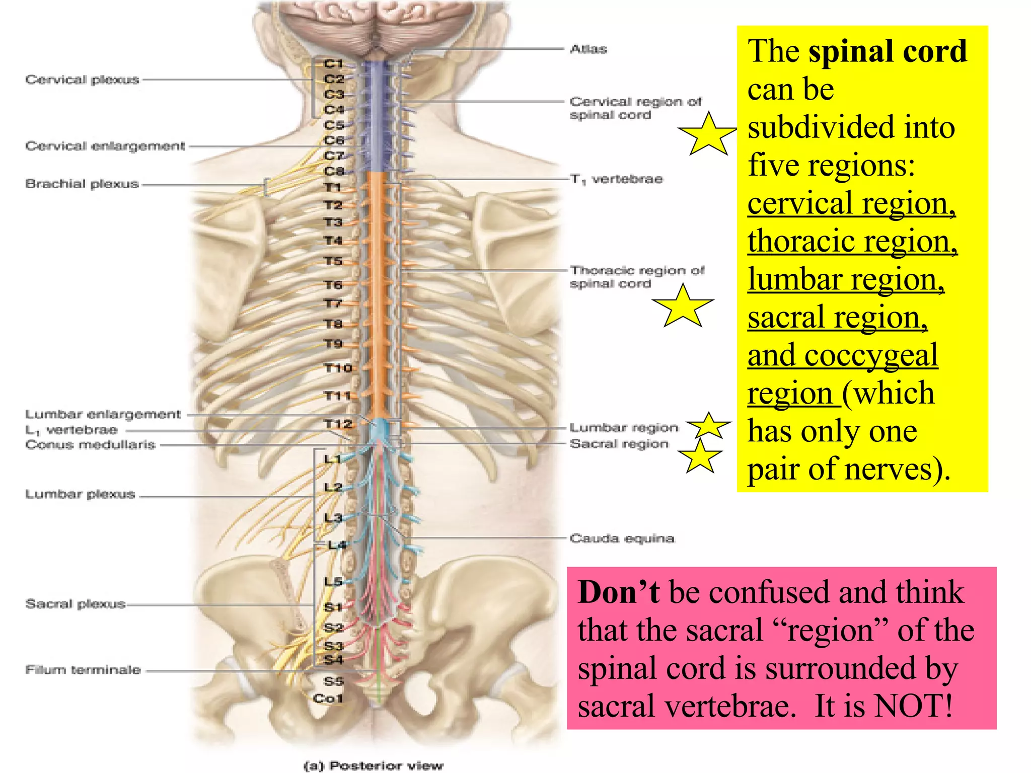 16 Spinal Cord And Spinal Nerves | PPT