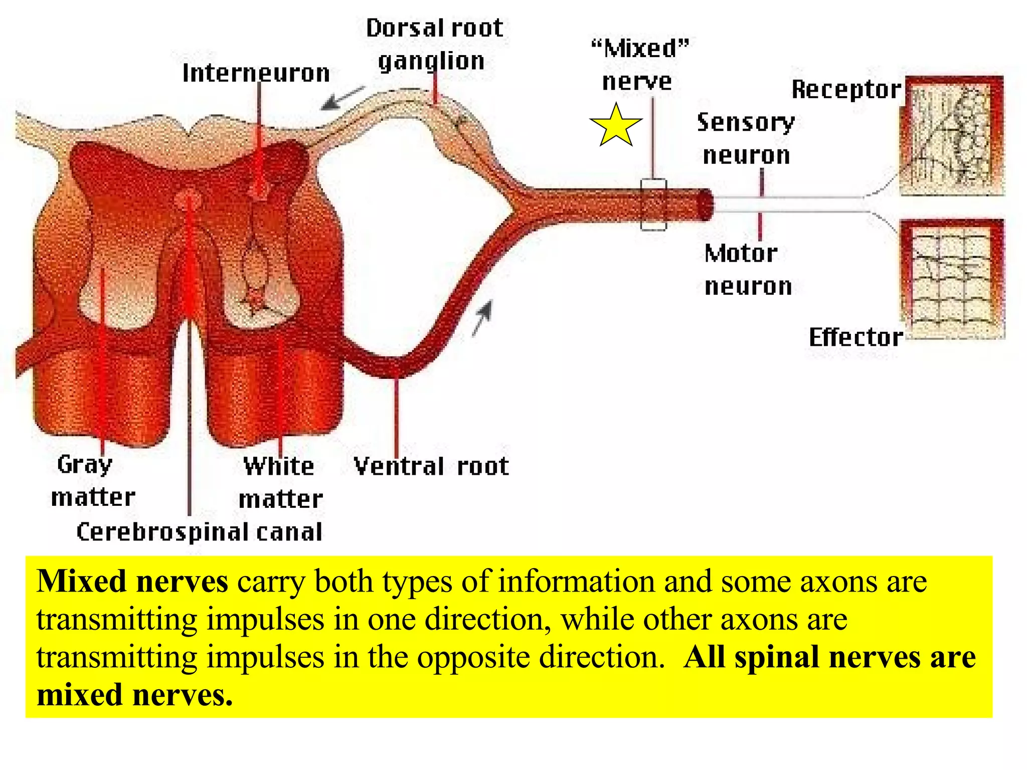 16 Spinal Cord And Spinal Nerves | PPT