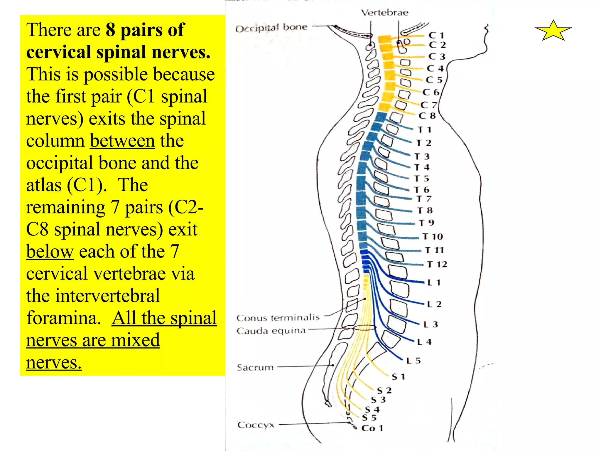 16 Spinal Cord And Spinal Nerves | PPT