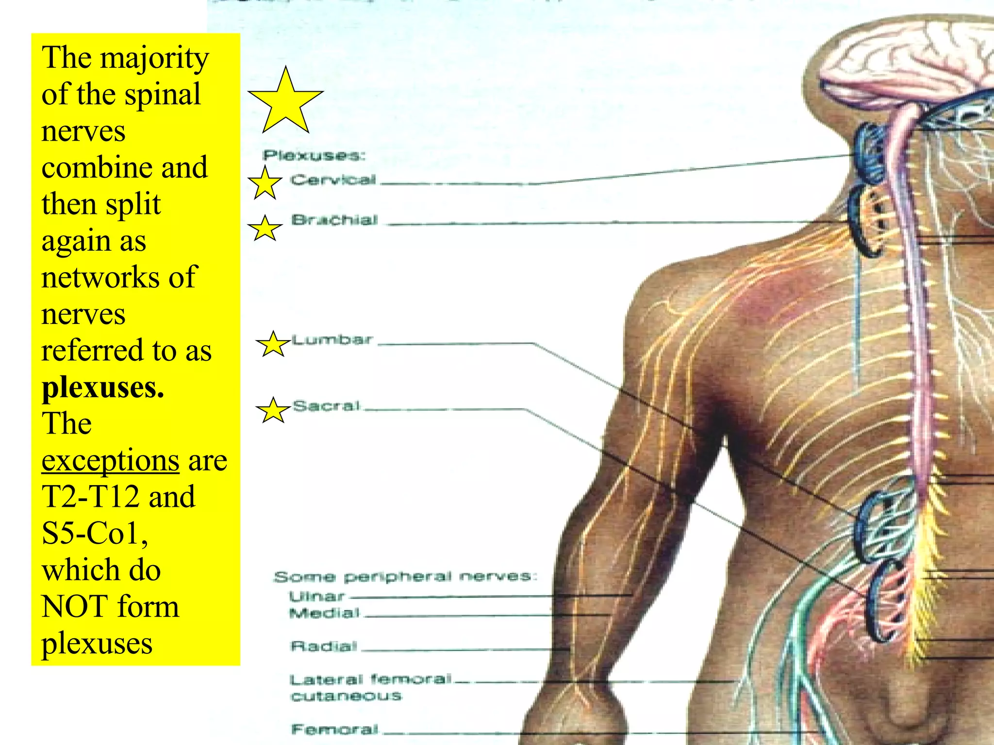16 Spinal Cord And Spinal Nerves | PPT