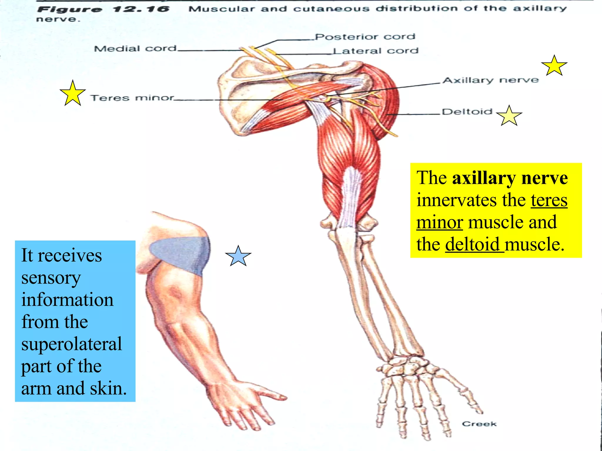 16 Spinal Cord And Spinal Nerves | PPT