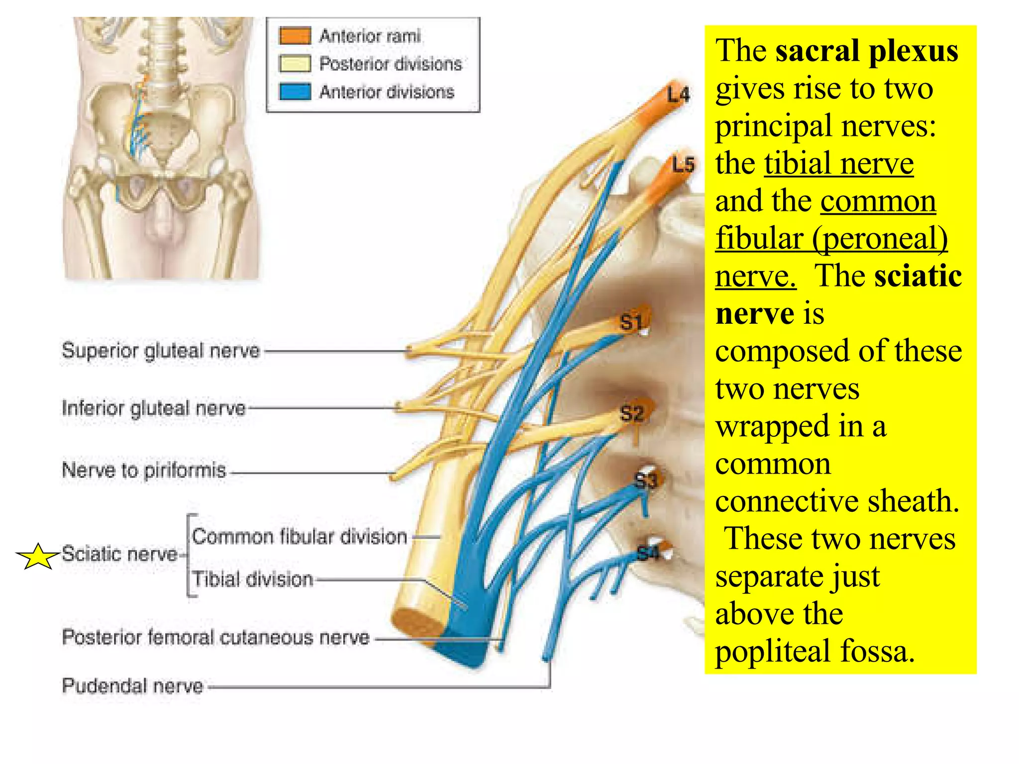 16 Spinal Cord And Spinal Nerves | PPT