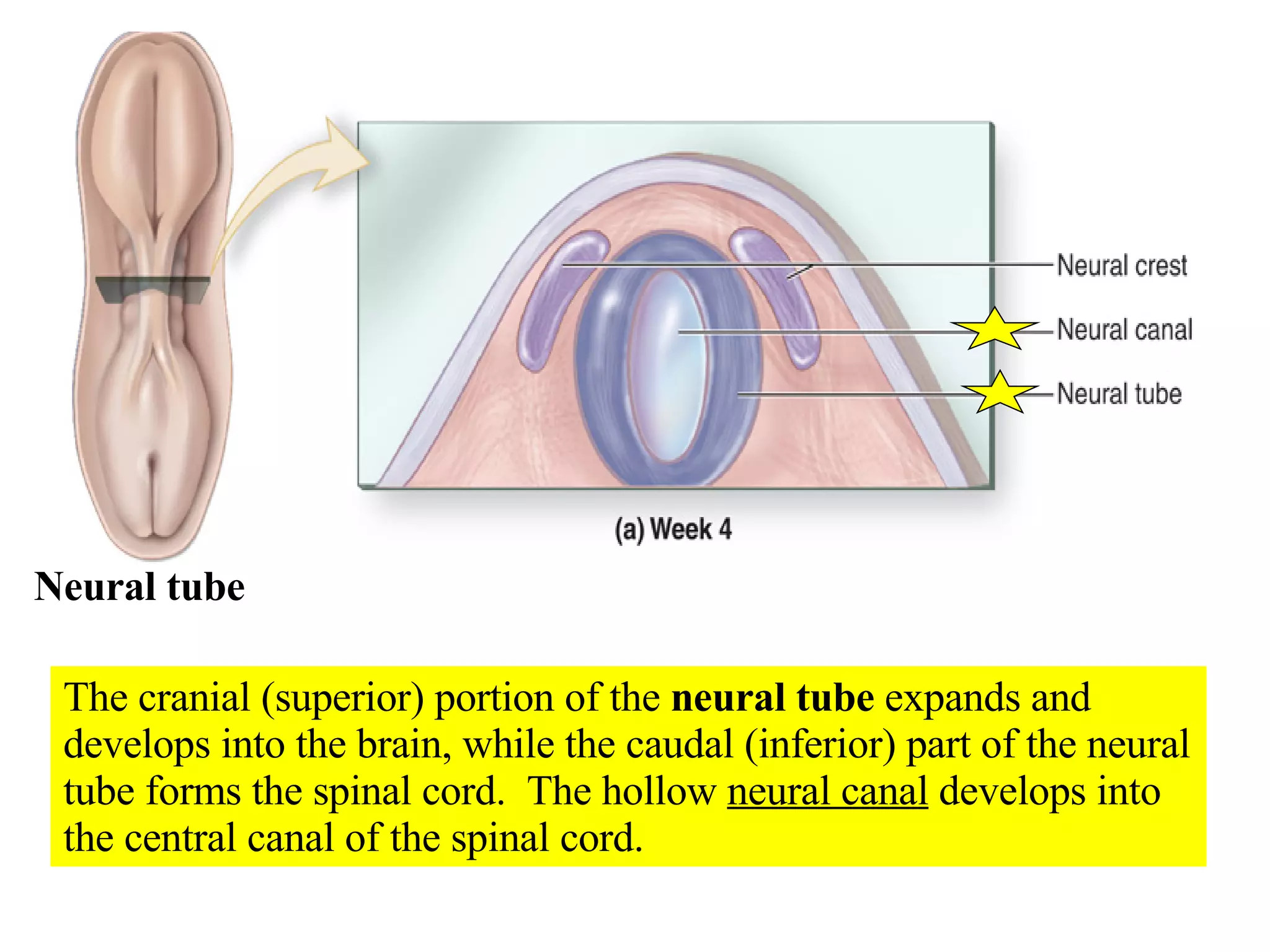 16 Spinal Cord And Spinal Nerves | PPT