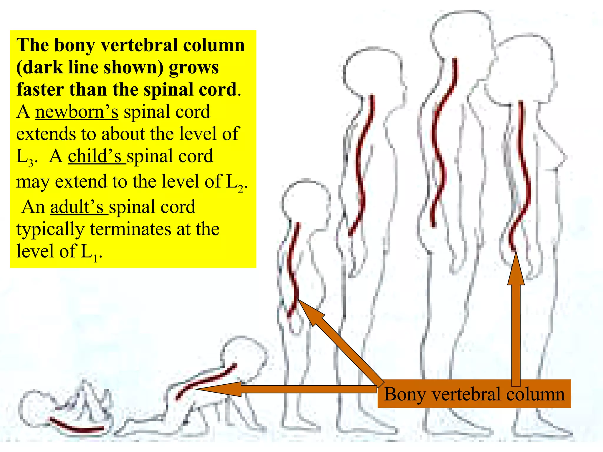 16 Spinal Cord And Spinal Nerves | PPT