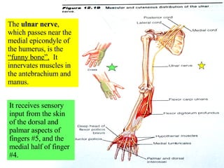 16 Spinal Cord And Spinal Nerves | PPT