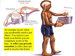 16 Spinal Cord And Spinal Nerves | PPT