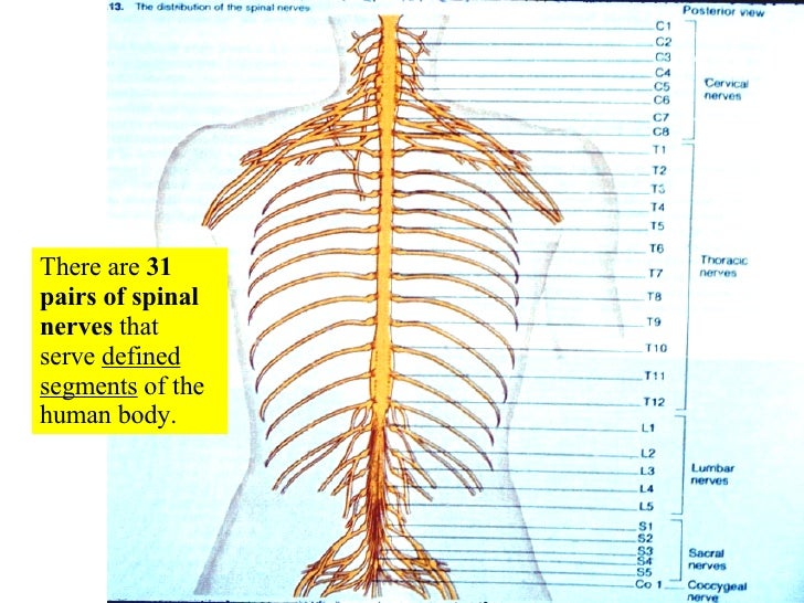 16 Spinal Cord And Spinal Nerves