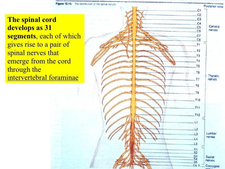 16 Spinal Cord And Spinal Nerves
