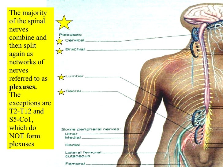 Spinal Cord Nerve Plexus
