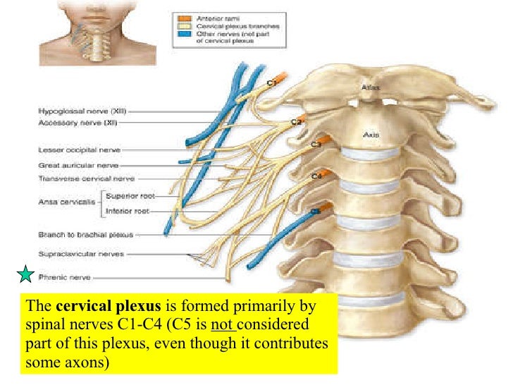 16 Spinal Cord And Spinal Nerves