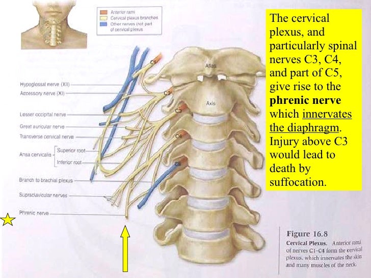 16 Spinal Cord And Spinal Nerves