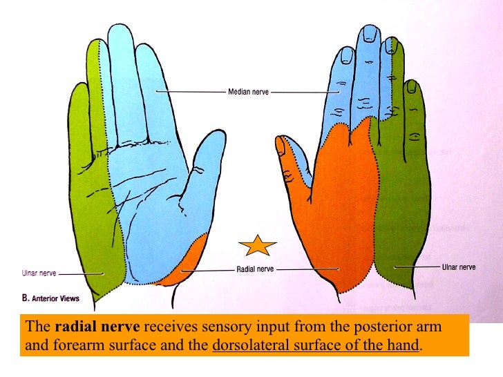 16 Spinal Cord And Spinal Nerves