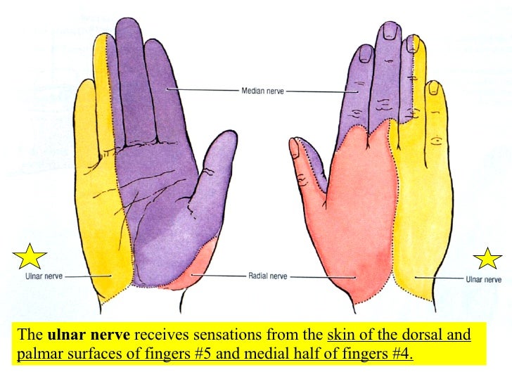 16 Spinal Cord And Spinal Nerves